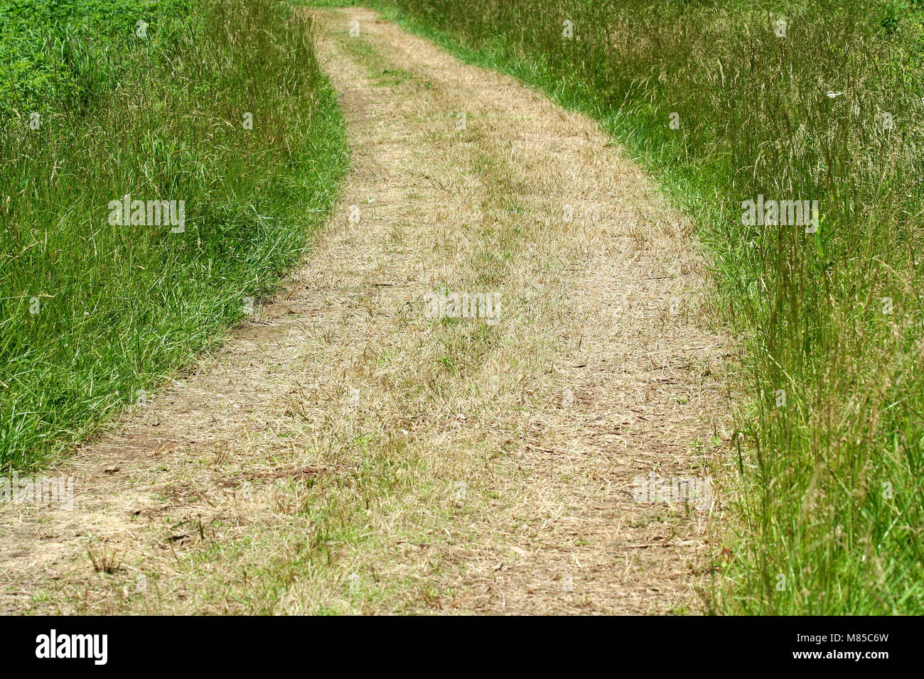 A path through a grassy field Stock Photo - Alamy