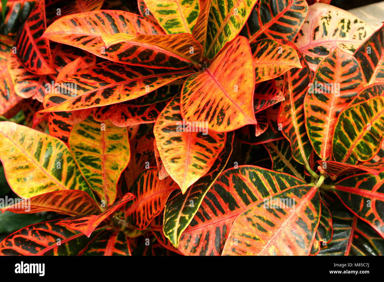 A Colorful plant background image Stock Photo - Alamy