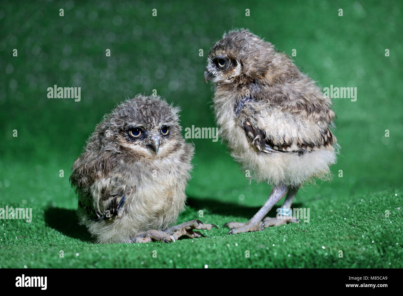 Two Burrowing owl chicks pictured approx 14 days after being hatched at ...