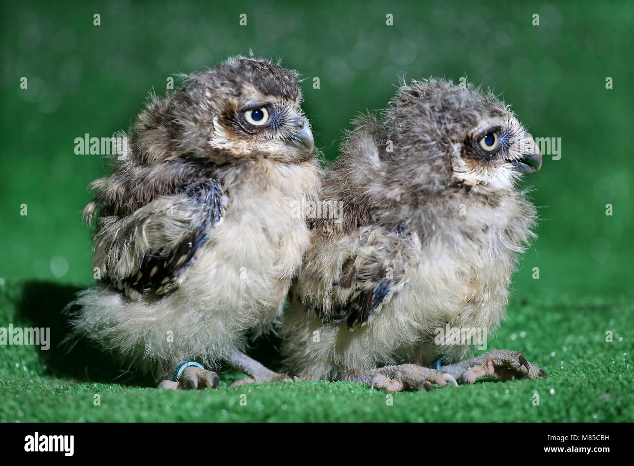 Two Burrowing owl chicks pictured approx 14 days after being hatched at ...