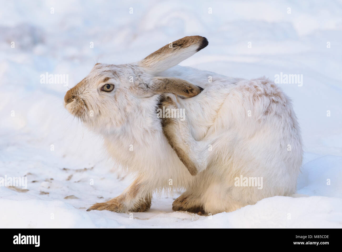 Edmonton jackrabbit hi-res stock photography and images - Alamy