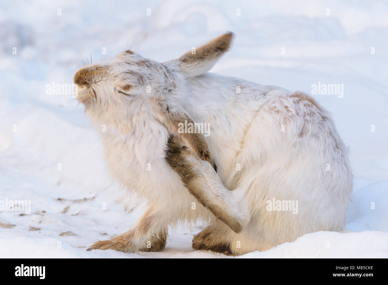 White-tailed Jackrabbit (Lepus townsendii) in white winter coat ...