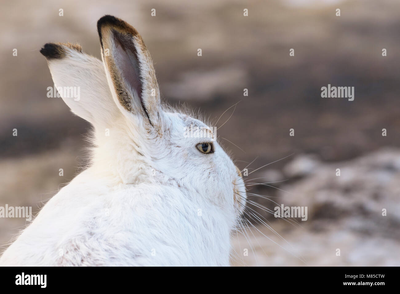 White-tailed Jackrabbit (Lepus townsendii) in white winter coat ...