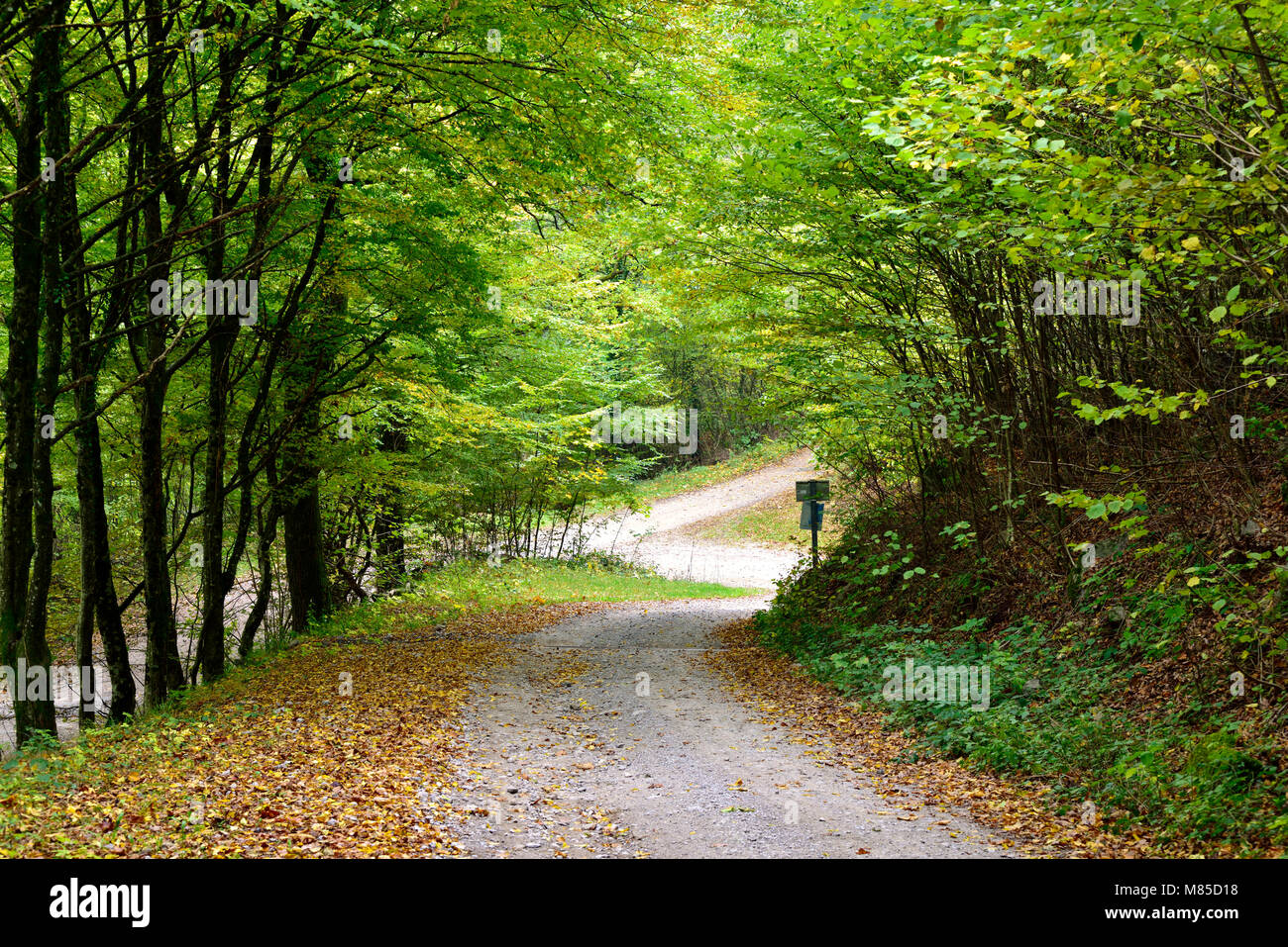 Leafy lane hi-res stock photography and images - Alamy