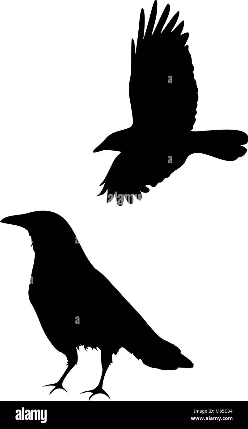 Two black crow Black and White Stock Photos & Images - Alamy