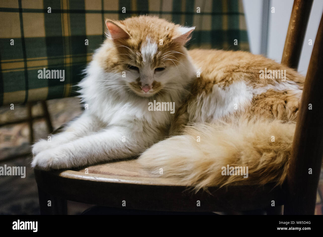 red and white cat rolled up over the chair Stock Photo - Alamy