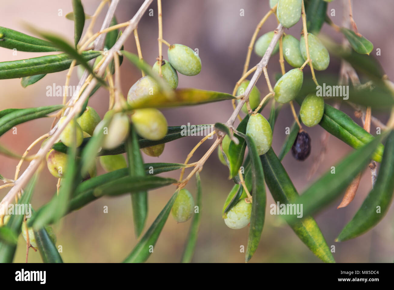 Green olives on the olive tree Stock Photo - Alamy