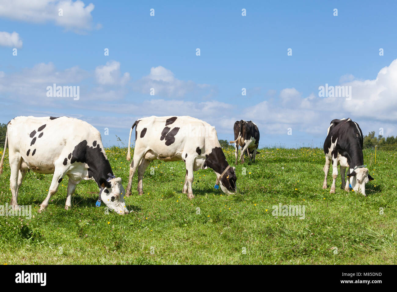 Full udders hi-res stock photography and images - Alamy