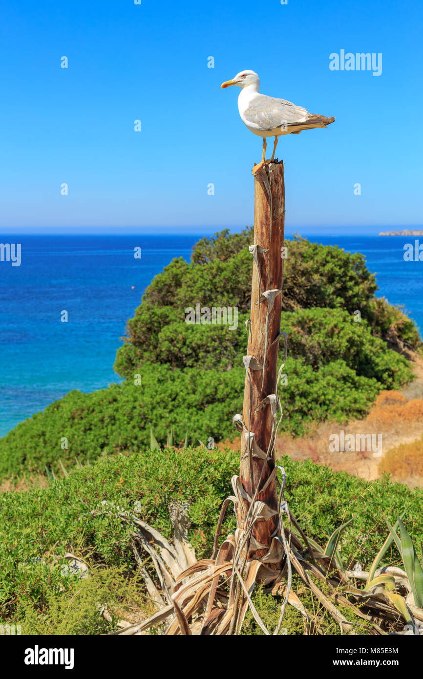 Seagull sitting on a palm tree watching the sea Stock Photo - Alamy