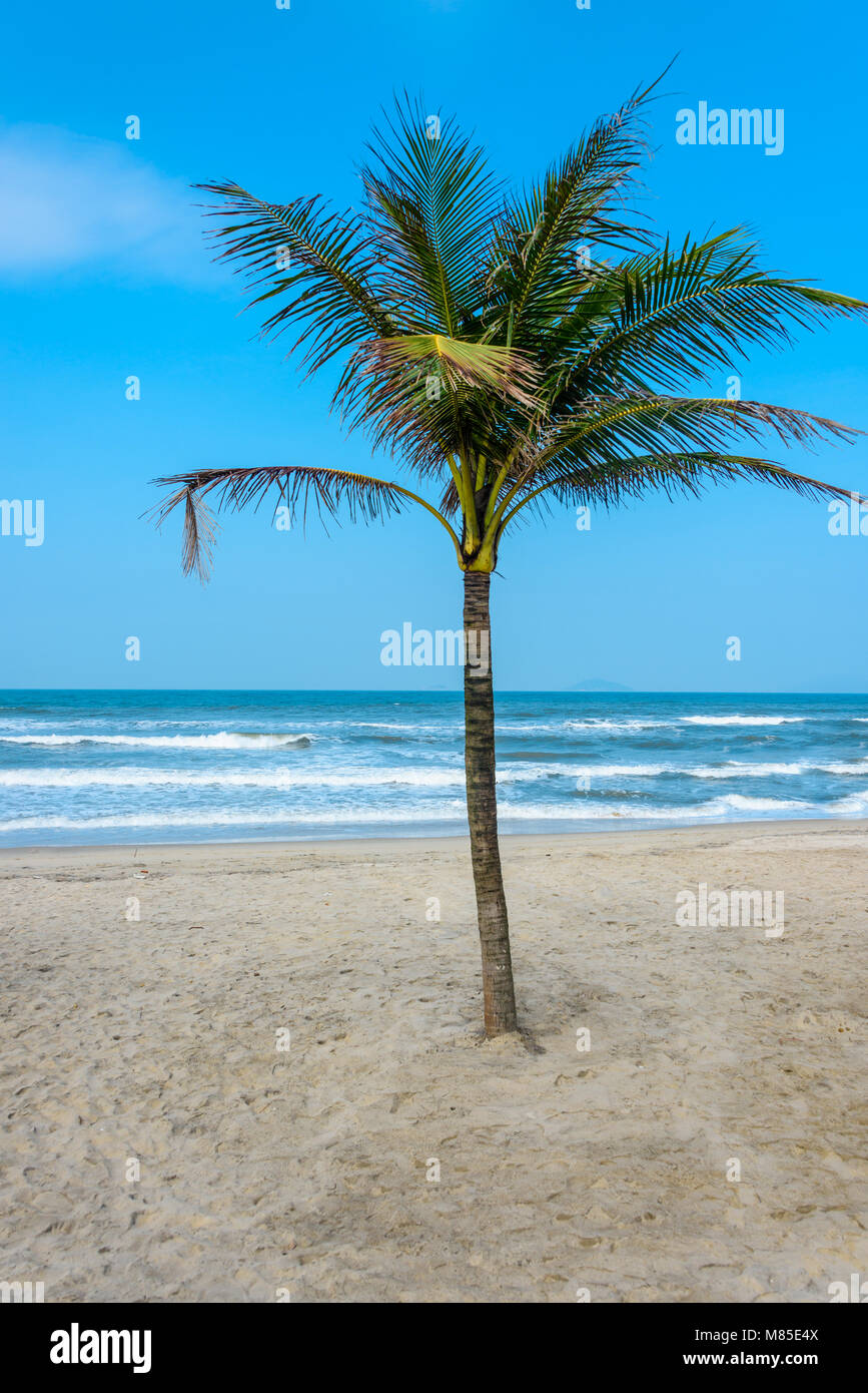 Coconut tree on a tropical beach Stock Photo - Alamy