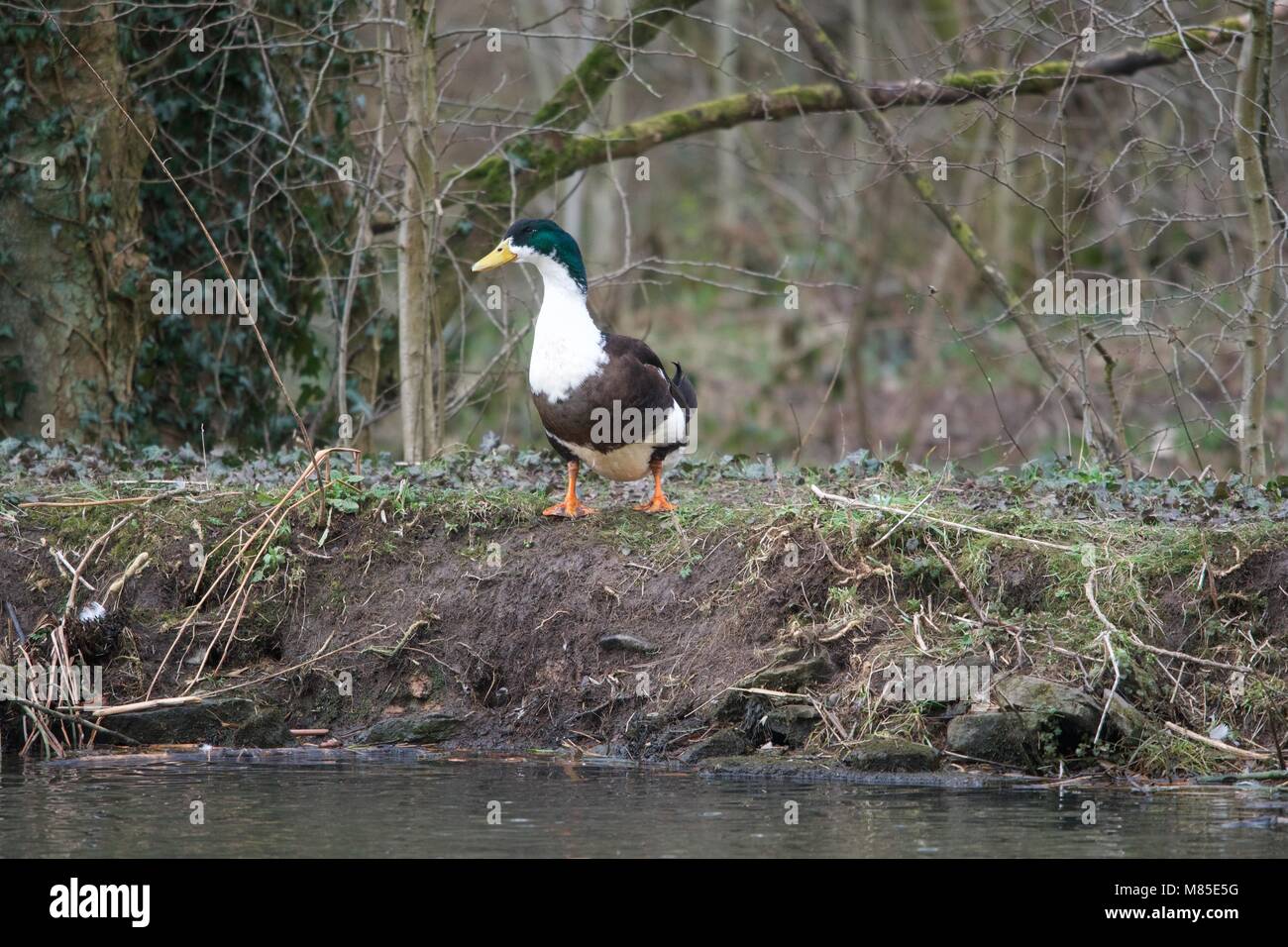 A mallard looks over the pond at New Mills Nature Reserve Stock Photo ...