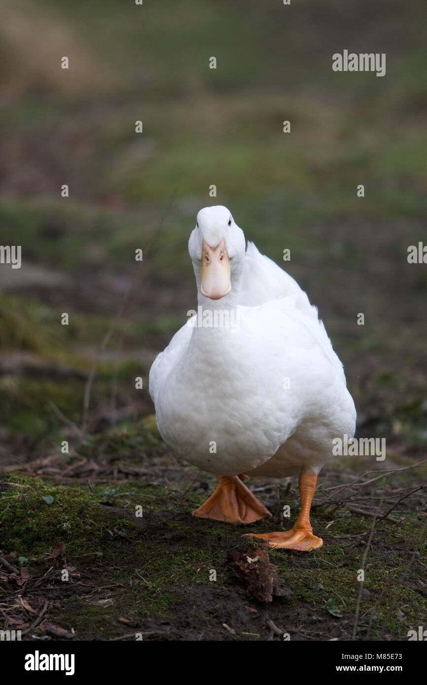A Peking duck waddles along in New Mills Nature Reserve, Derbyshire Stock Photo - Alamy