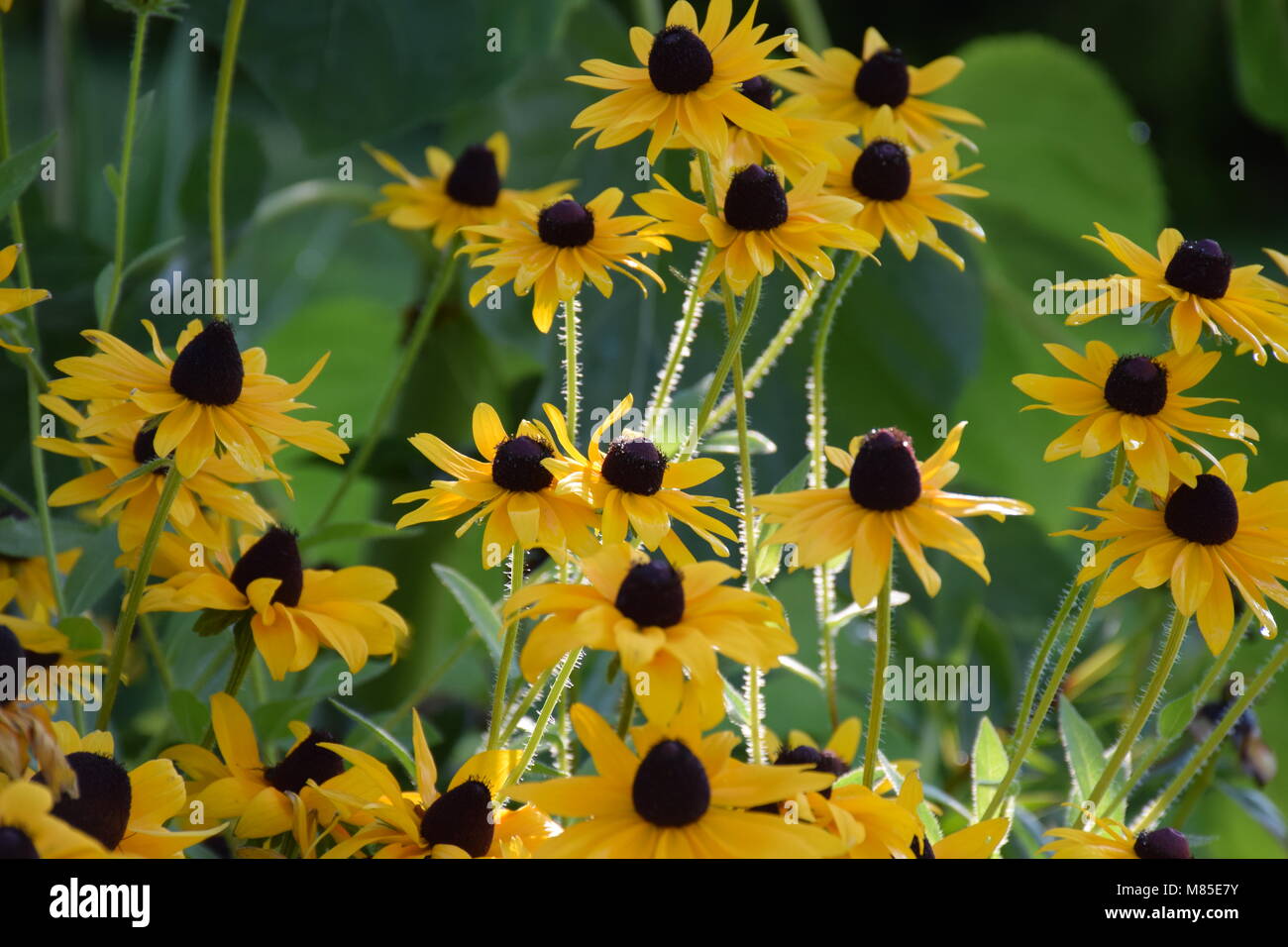 Black Eyed Susan Stock Photo - Alamy