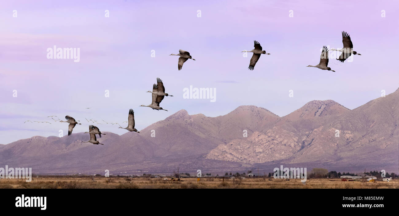 Migrating Sandhill Cranes (Grus canadensis), Whitewater Draw Wildlife ...