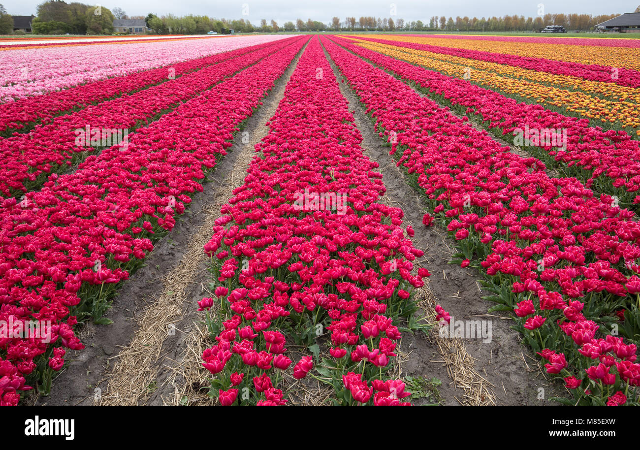 Tulip fields of the Bollenstreek, South Holland, Netherlands Stock ...