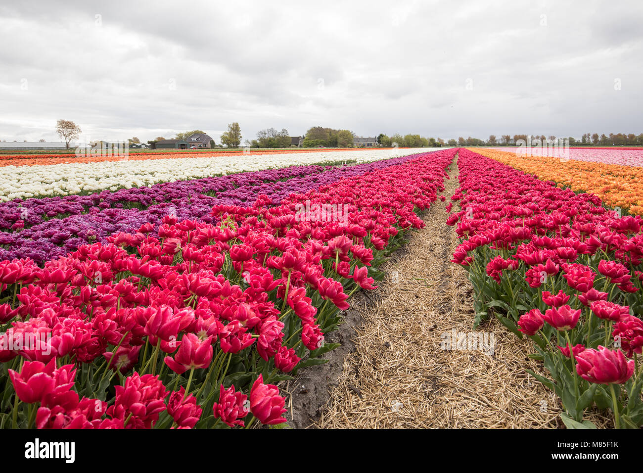 Tulip fields of the Bollenstreek, South Holland, Netherlands Stock ...