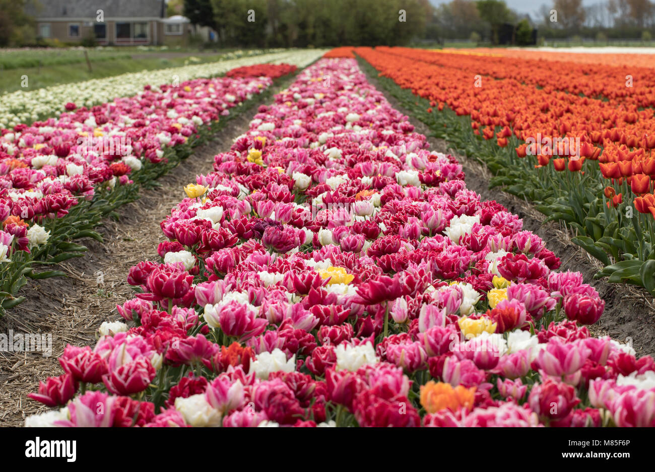 Tulip fields of the Bollenstreek, South Holland, Netherlands Stock ...