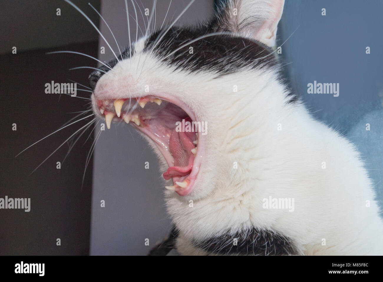 Moth house hi-res stock photography and images - Alamy