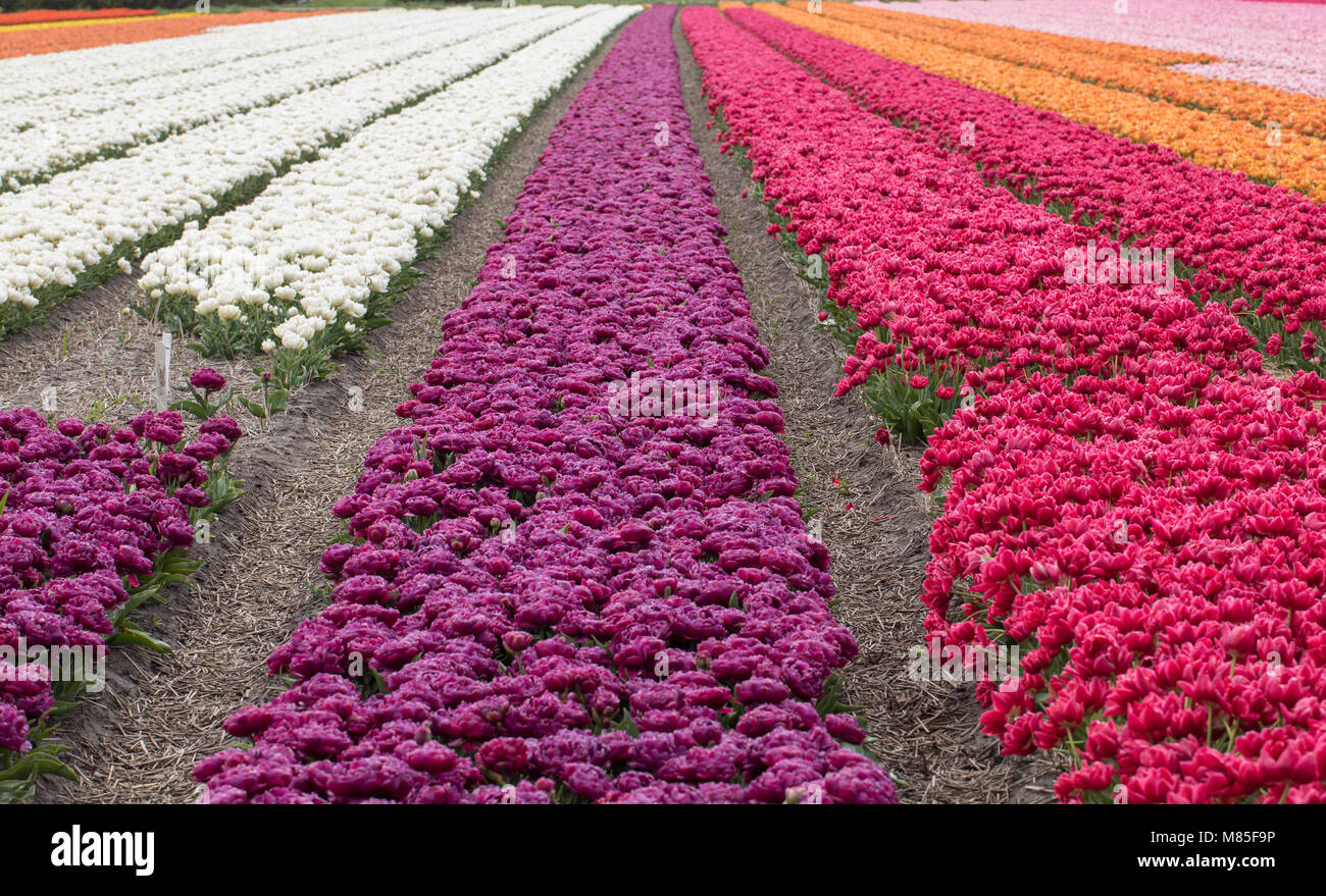 Tulip fields of the Bollenstreek, South Holland, Netherlands Stock ...