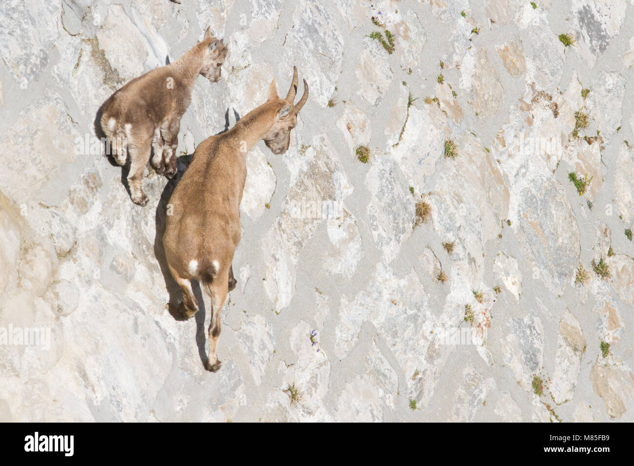 A female of alpine ibex (Capra ibex) with its pup is walking on a dam ...
