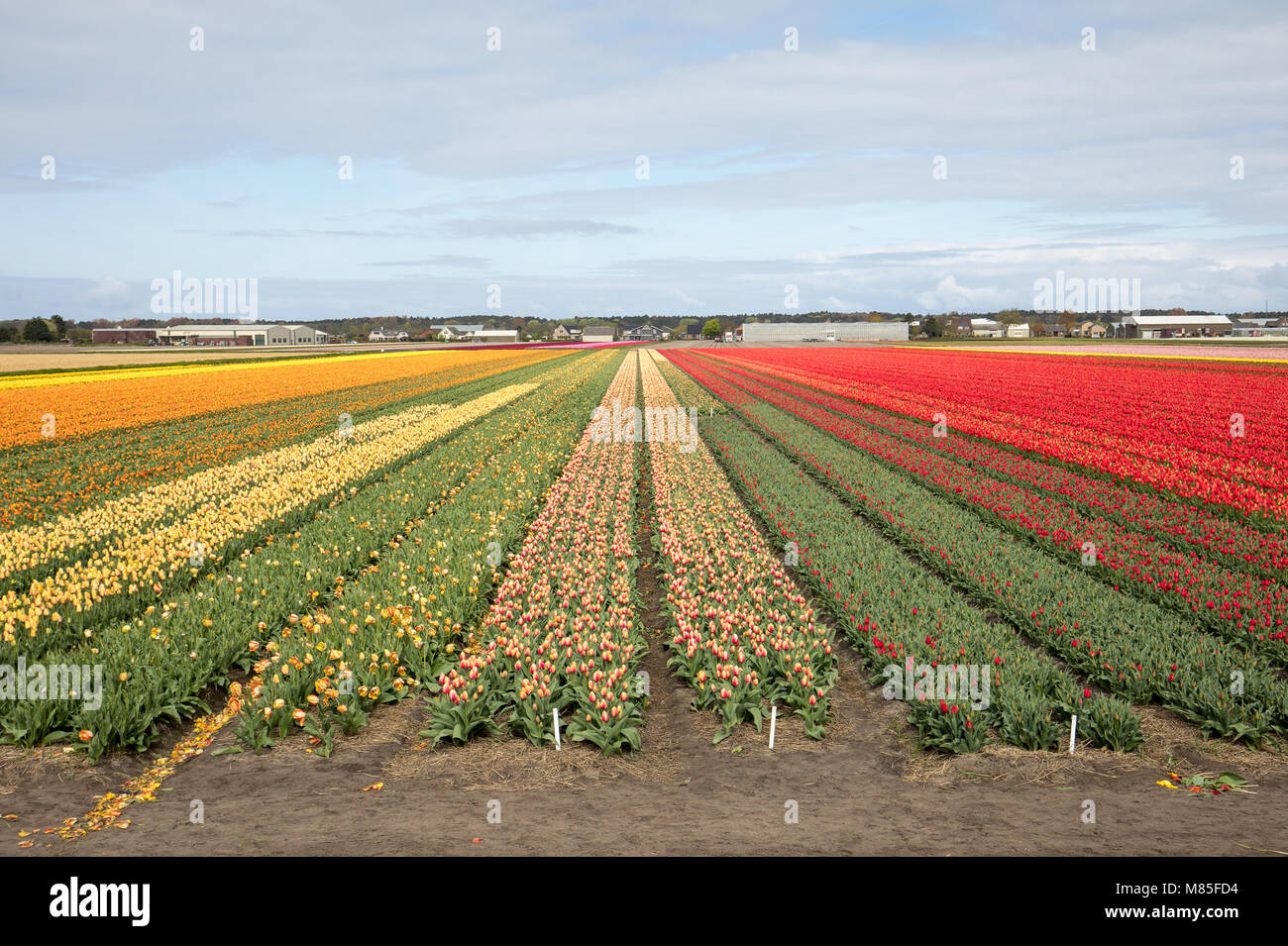 Tulip fields of the Bollenstreek, South Holland, Netherlands Stock ...