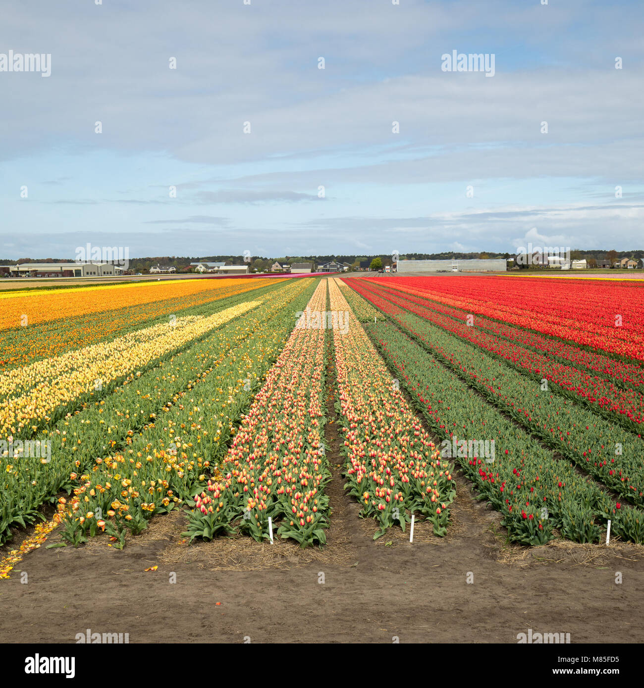 Tulip fields of the Bollenstreek, South Holland, Netherlands Stock ...