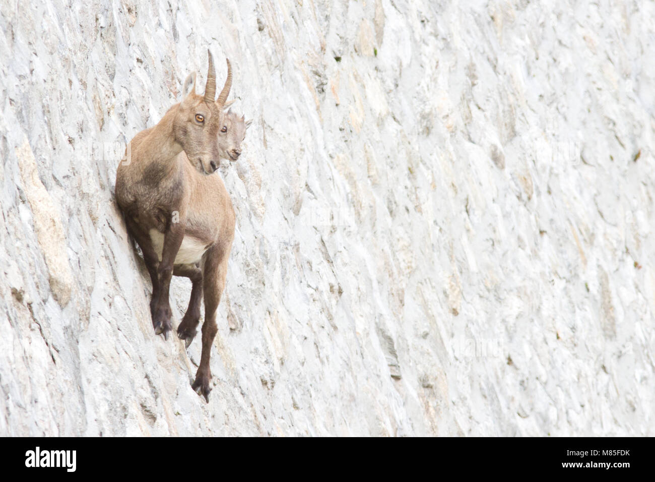 Imprinting hi-res stock photography and images - Alamy