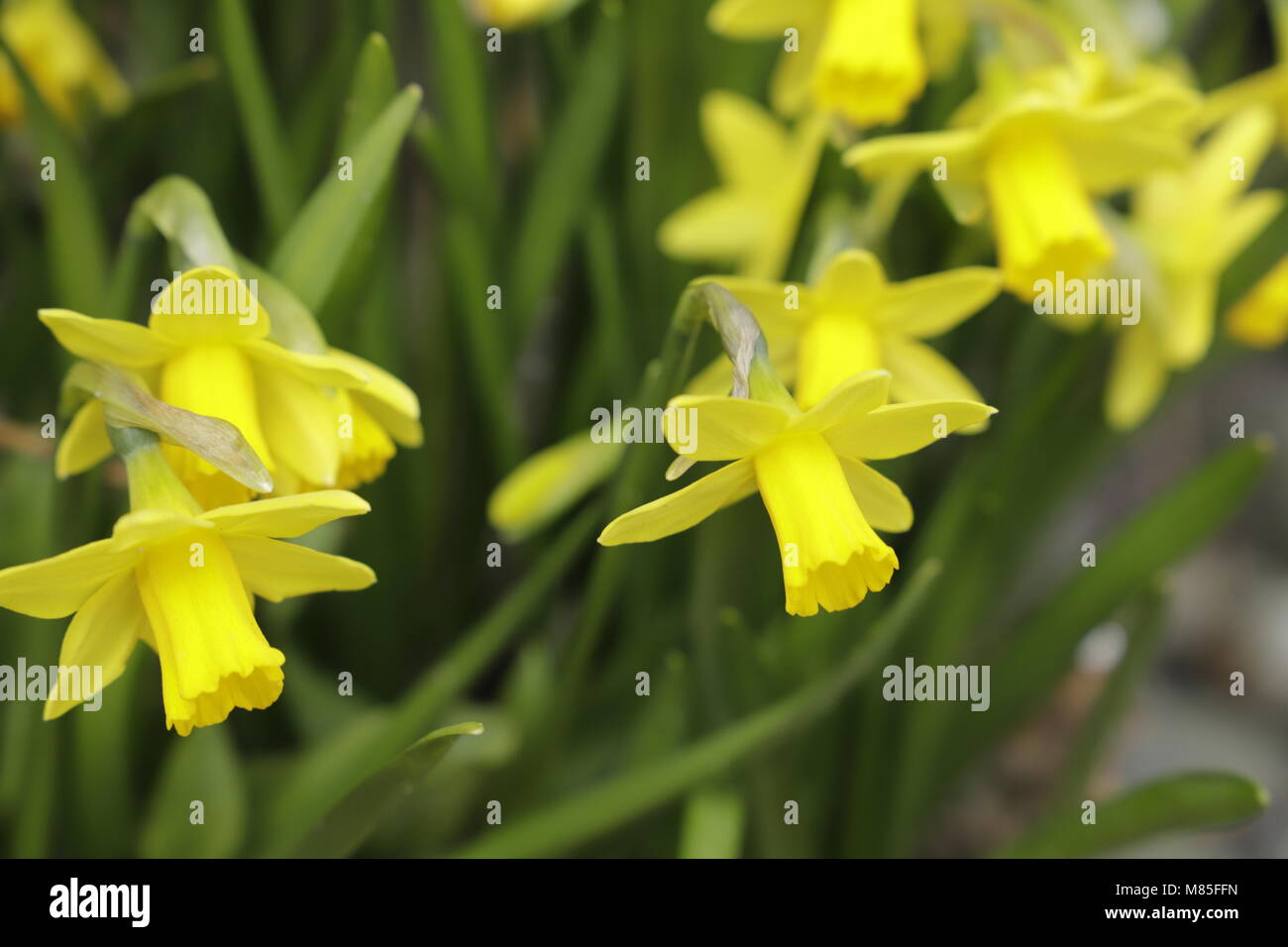 Real narcissus hi-res stock photography and images - Alamy
