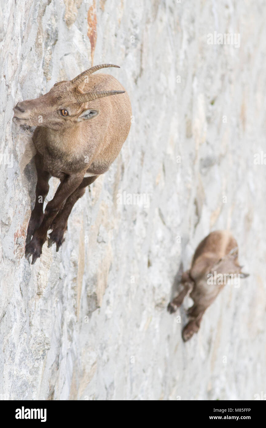 Alpine Ibex On Dam Wall