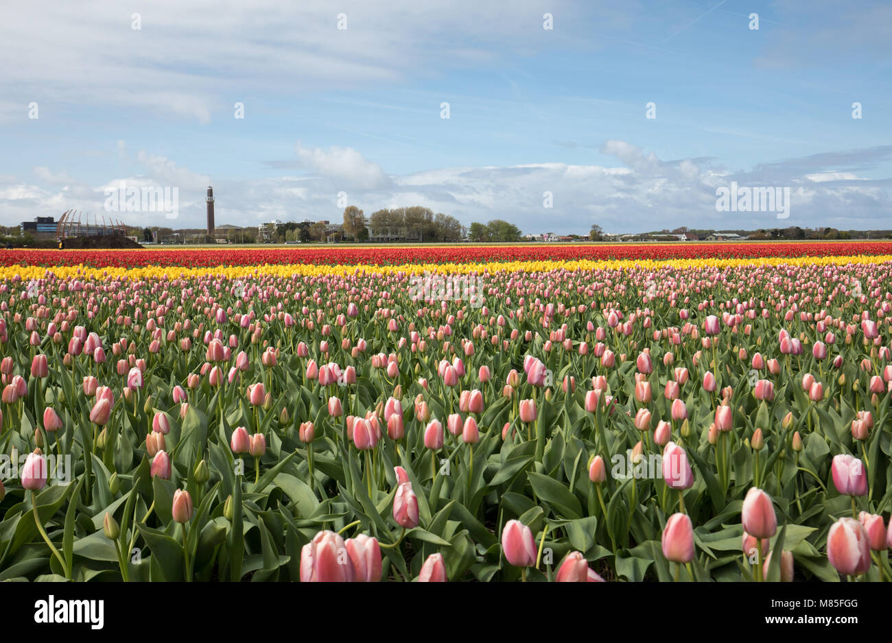 Tulip fields of the Bollenstreek, South Holland, Netherlands Stock ...