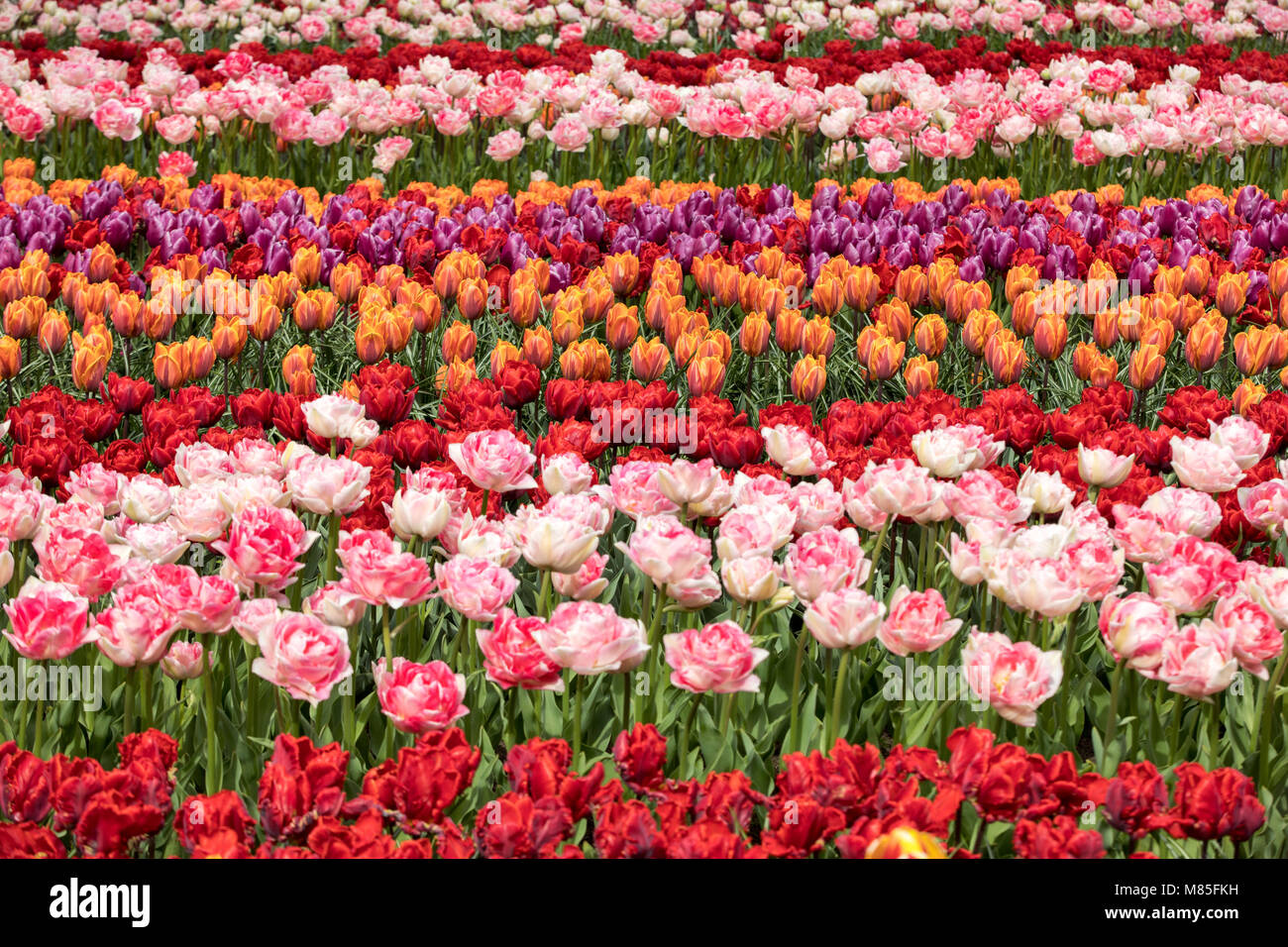 Tulip fields of the Bollenstreek, South Holland, Netherlands Stock ...