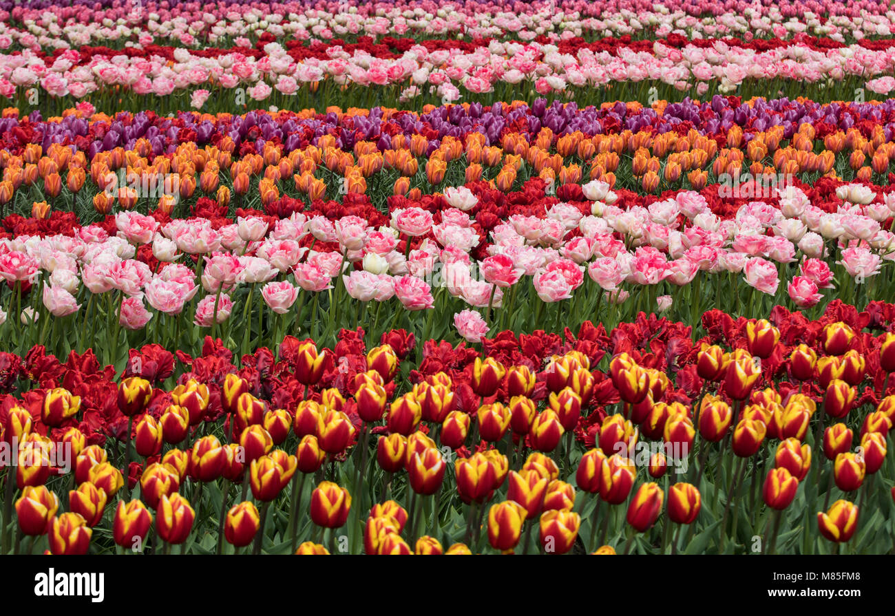 Tulip fields of the Bollenstreek, South Holland, Netherlands Stock ...