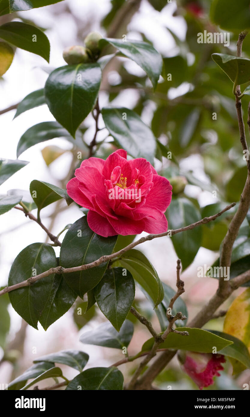 Camellia × williamsii 'William Carlyon' flower Stock Photo - Alamy