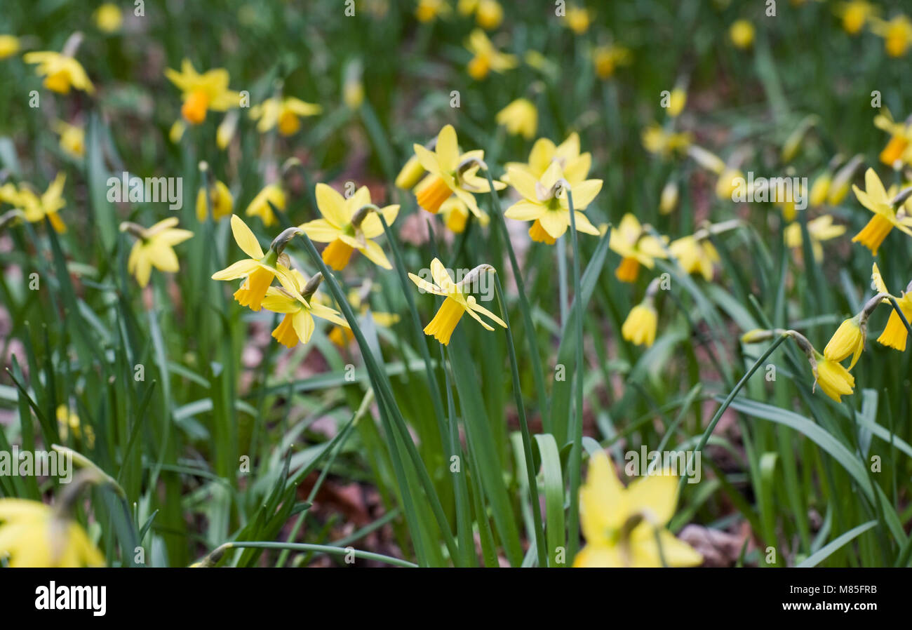 Narcissus cyclamineus jetfire hi-res stock photography and images - Alamy