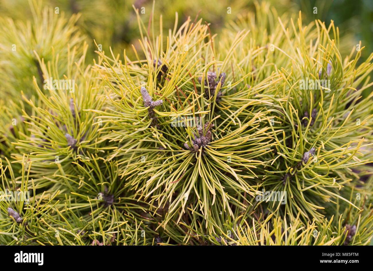 Mugo pine pinus mugo hi-res stock photography and images - Alamy