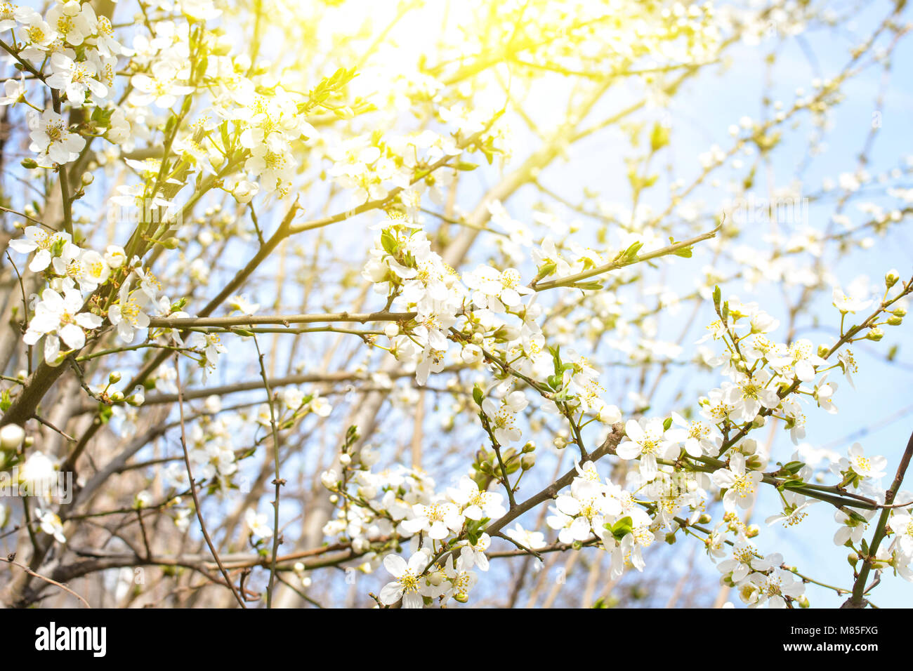 Apple tree, spring blooms in soft background of branches and sky, early ...