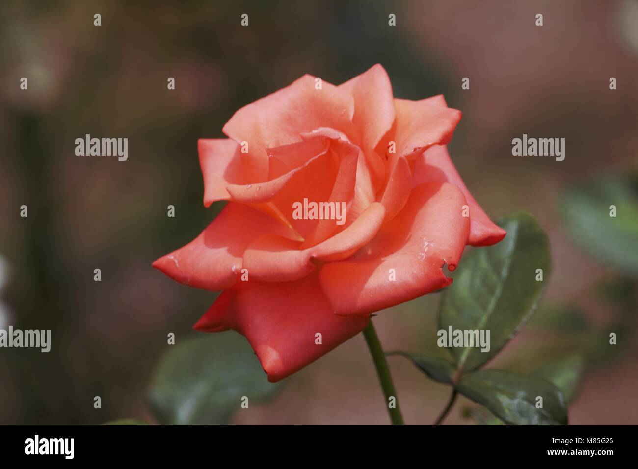 Rose Flower, in Malang Indonesia Stock Photo - Alamy