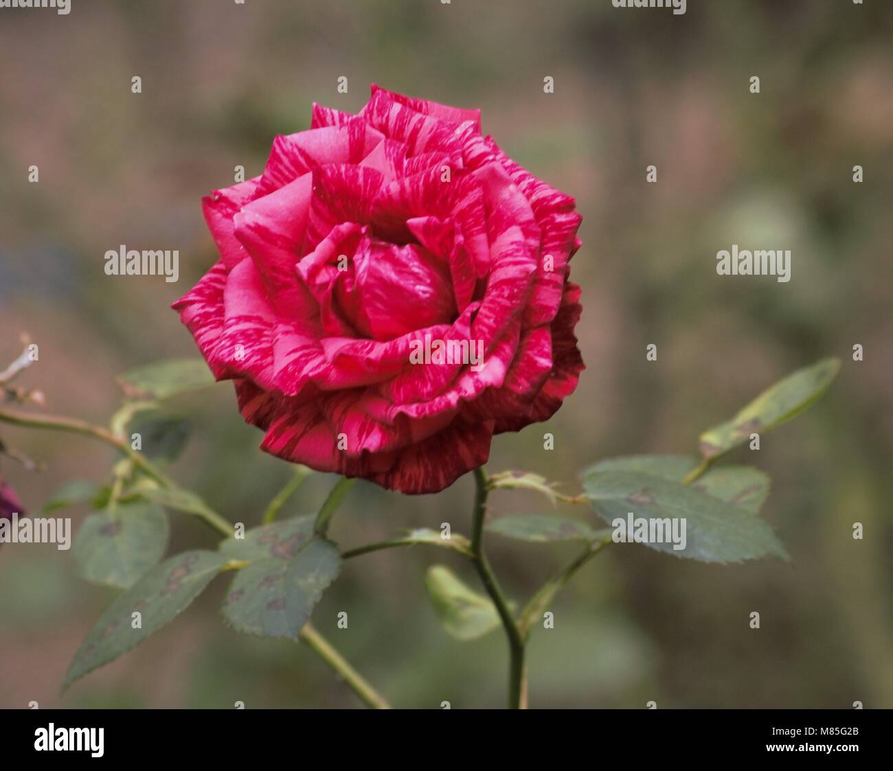 Rose Flower, in Malang Indonesia Stock Photo - Alamy