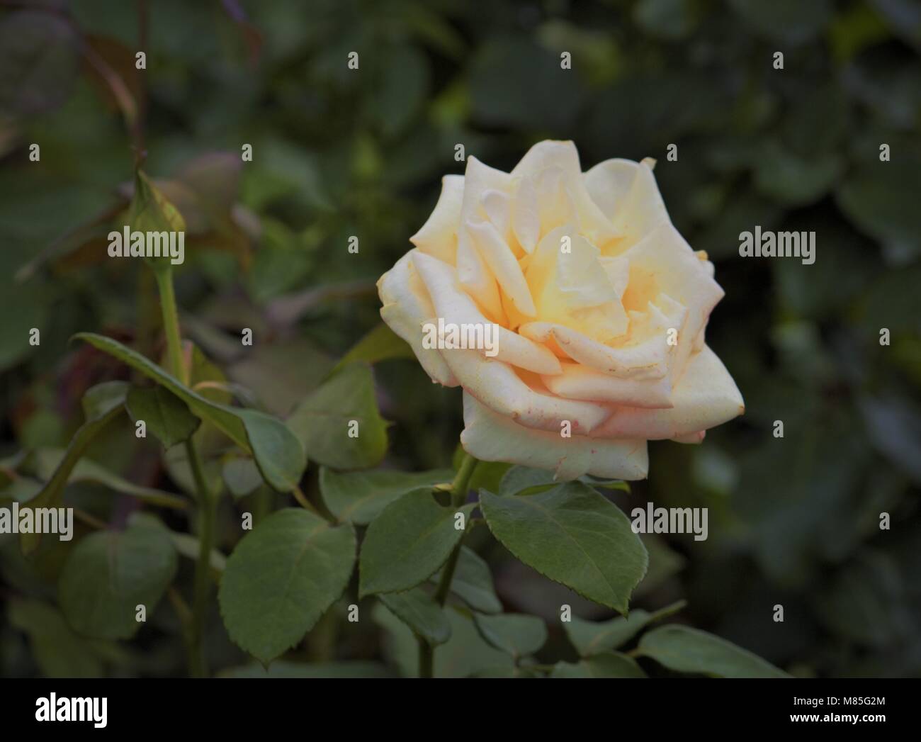 Rose Flower, in Malang Indonesia Stock Photo - Alamy