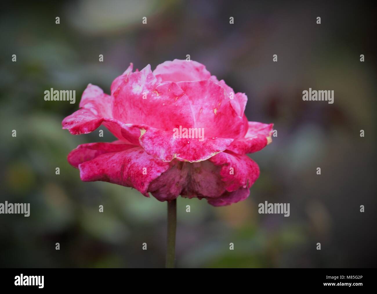 Rose Flower, in Malang Indonesia Stock Photo - Alamy