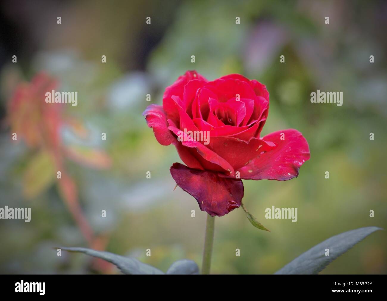 Rose Flower, in Malang Indonesia Stock Photo - Alamy