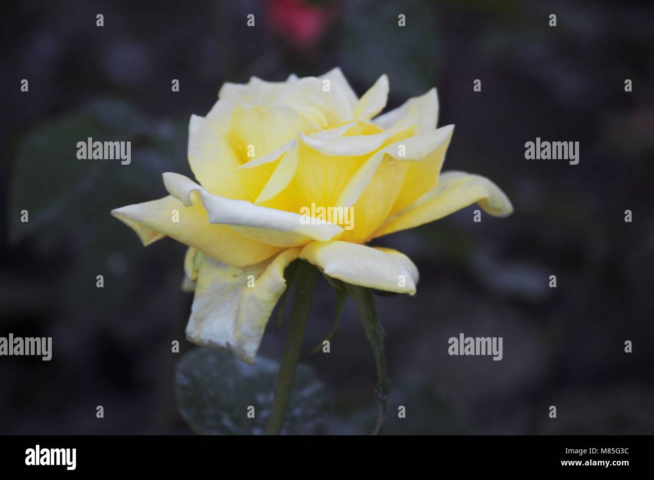 Rose Flower, in Malang Indonesia Stock Photo - Alamy