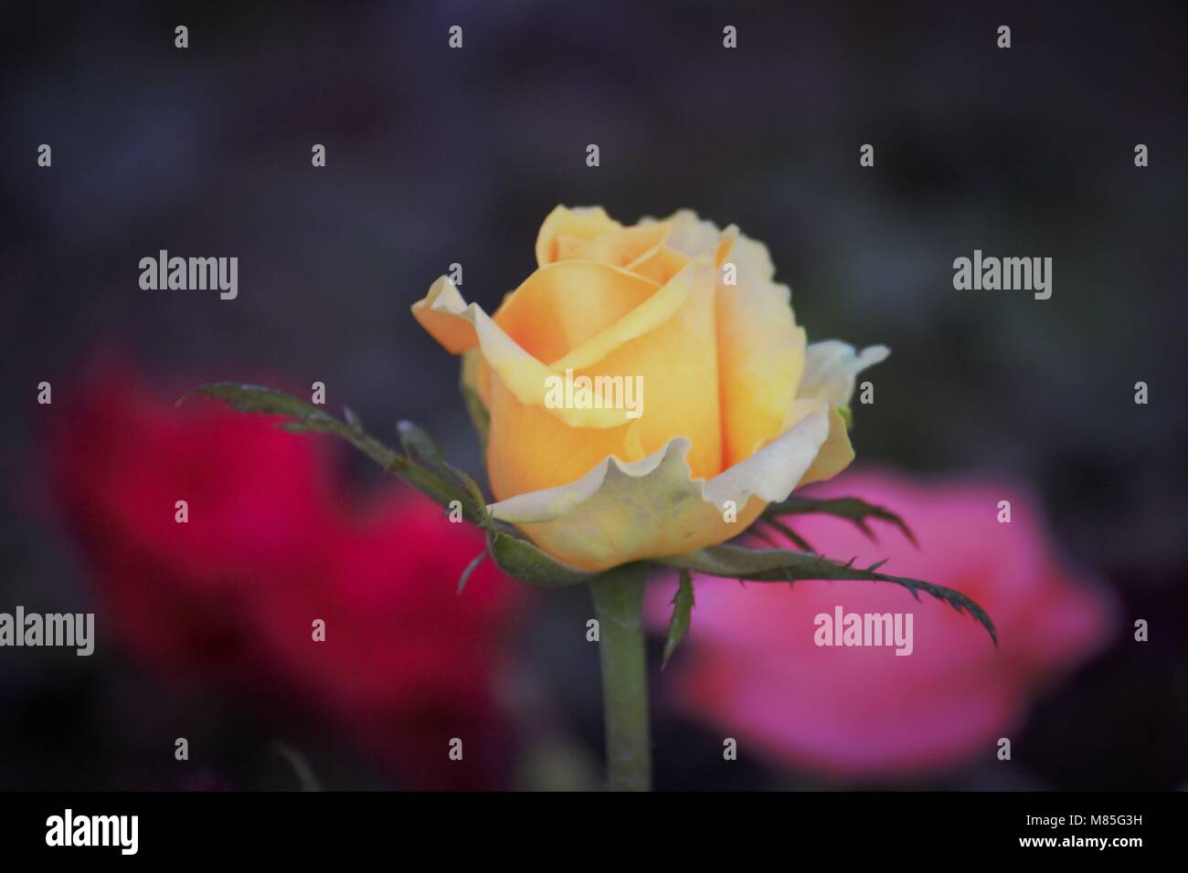 Rose Flower, in Malang Indonesia Stock Photo - Alamy