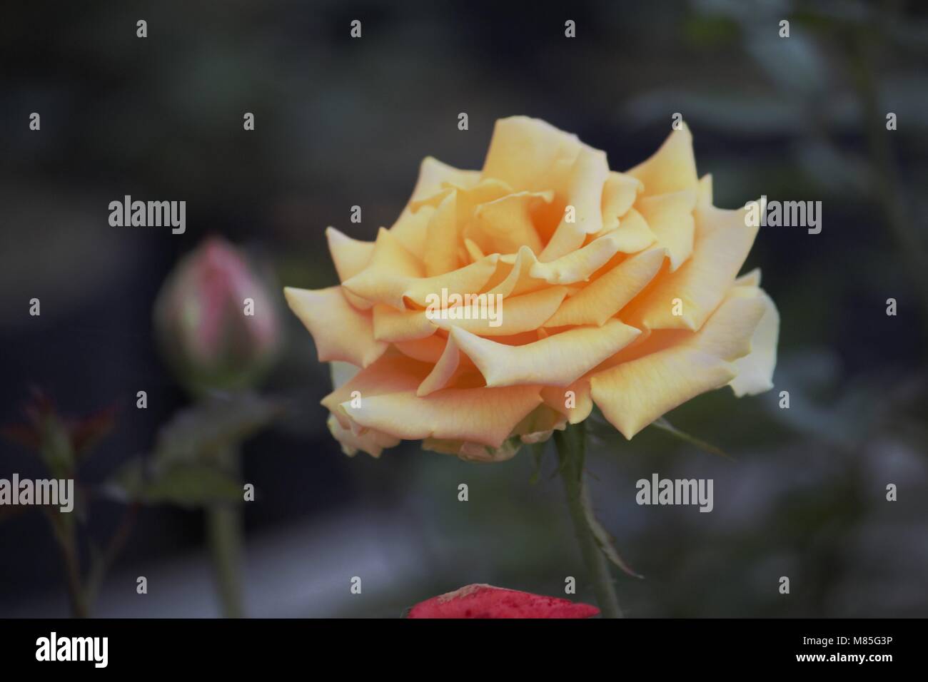 Rose Flower, in Malang Indonesia Stock Photo - Alamy