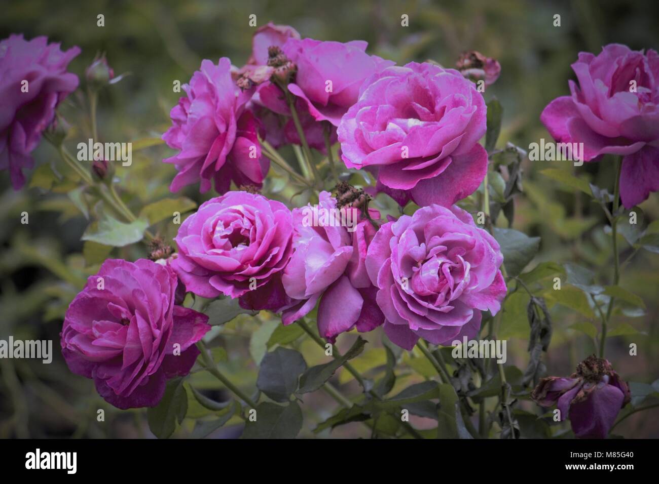 Rose Flower, in Malang Indonesia Stock Photo - Alamy