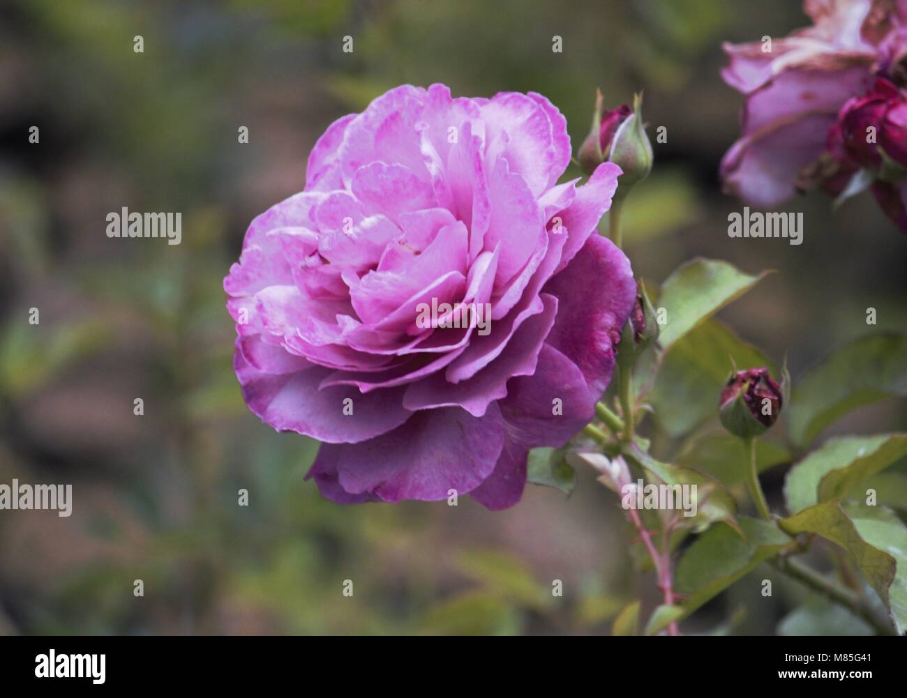 Rose Flower, in Malang Indonesia Stock Photo - Alamy
