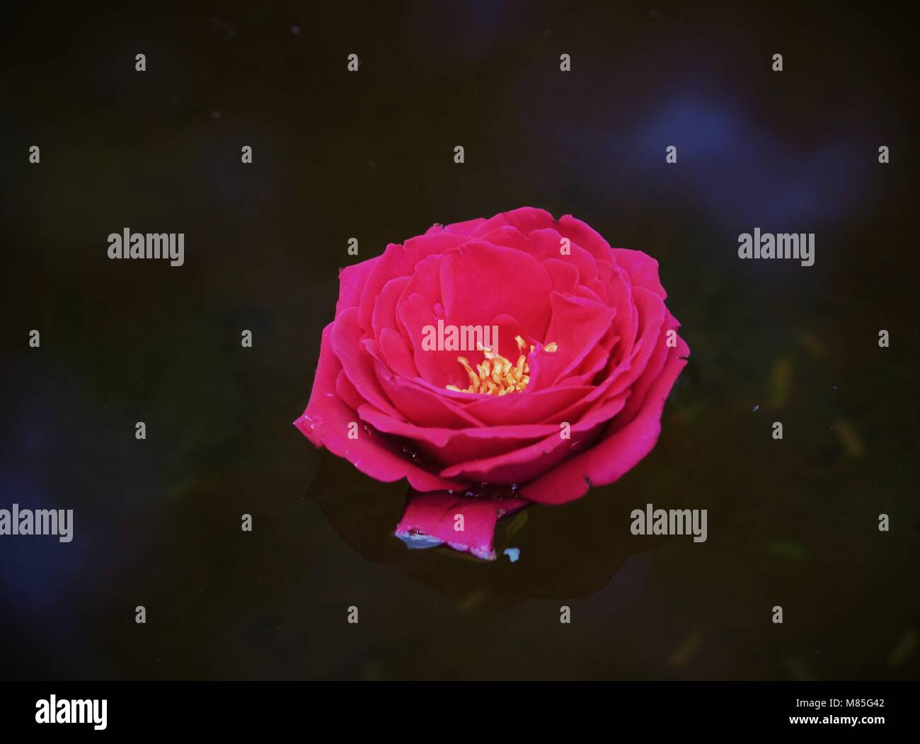 Rose Flower, in Malang Indonesia Stock Photo - Alamy