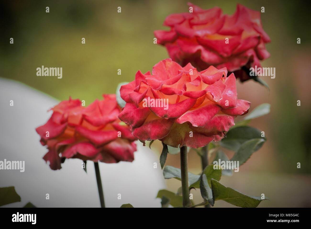 Rose Flower, in Malang Indonesia Stock Photo - Alamy