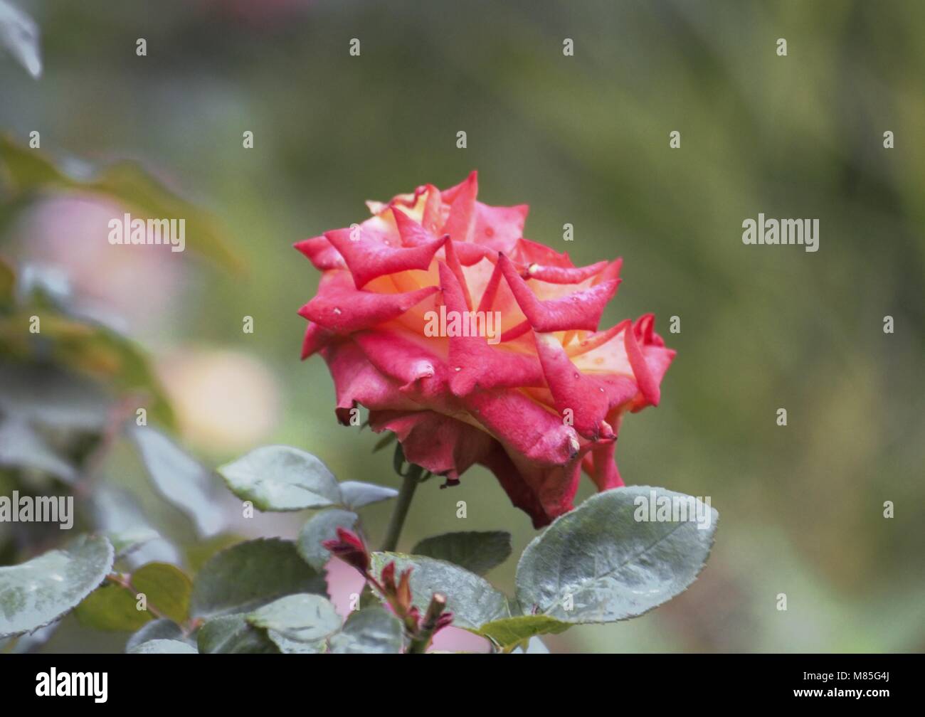 Rose Flower, in Malang Indonesia Stock Photo - Alamy