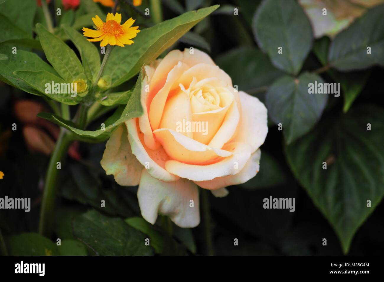 Rose Flower, in Malang Indonesia Stock Photo - Alamy